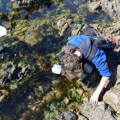Rocking Rock Pools with Macduff Library, Macduff Library, 15 August ...