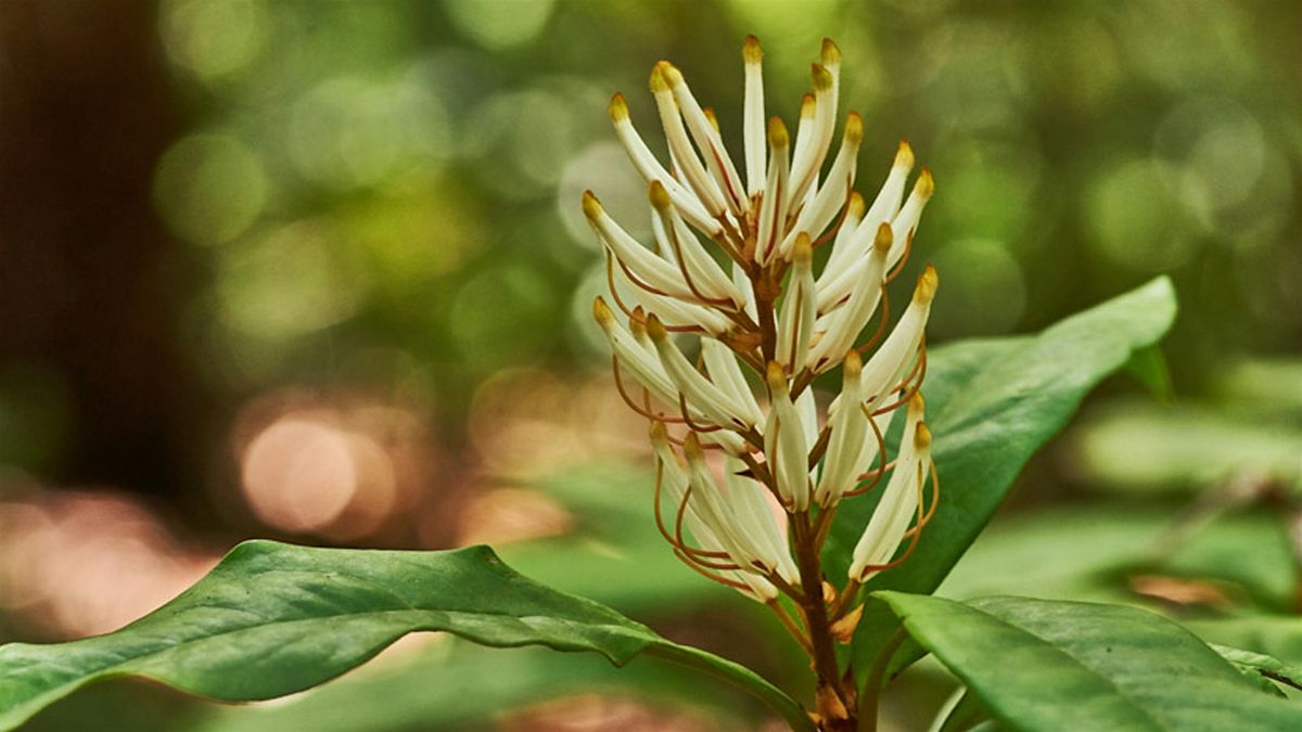 More than a Garden - Special places and special plants!, Maroochy ...