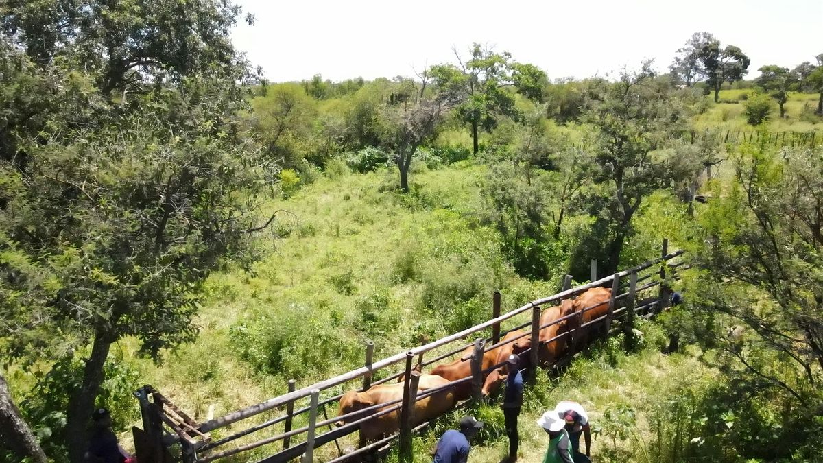 Livestock essentials masterclass, ZIMDEF, Harare | AllEvents