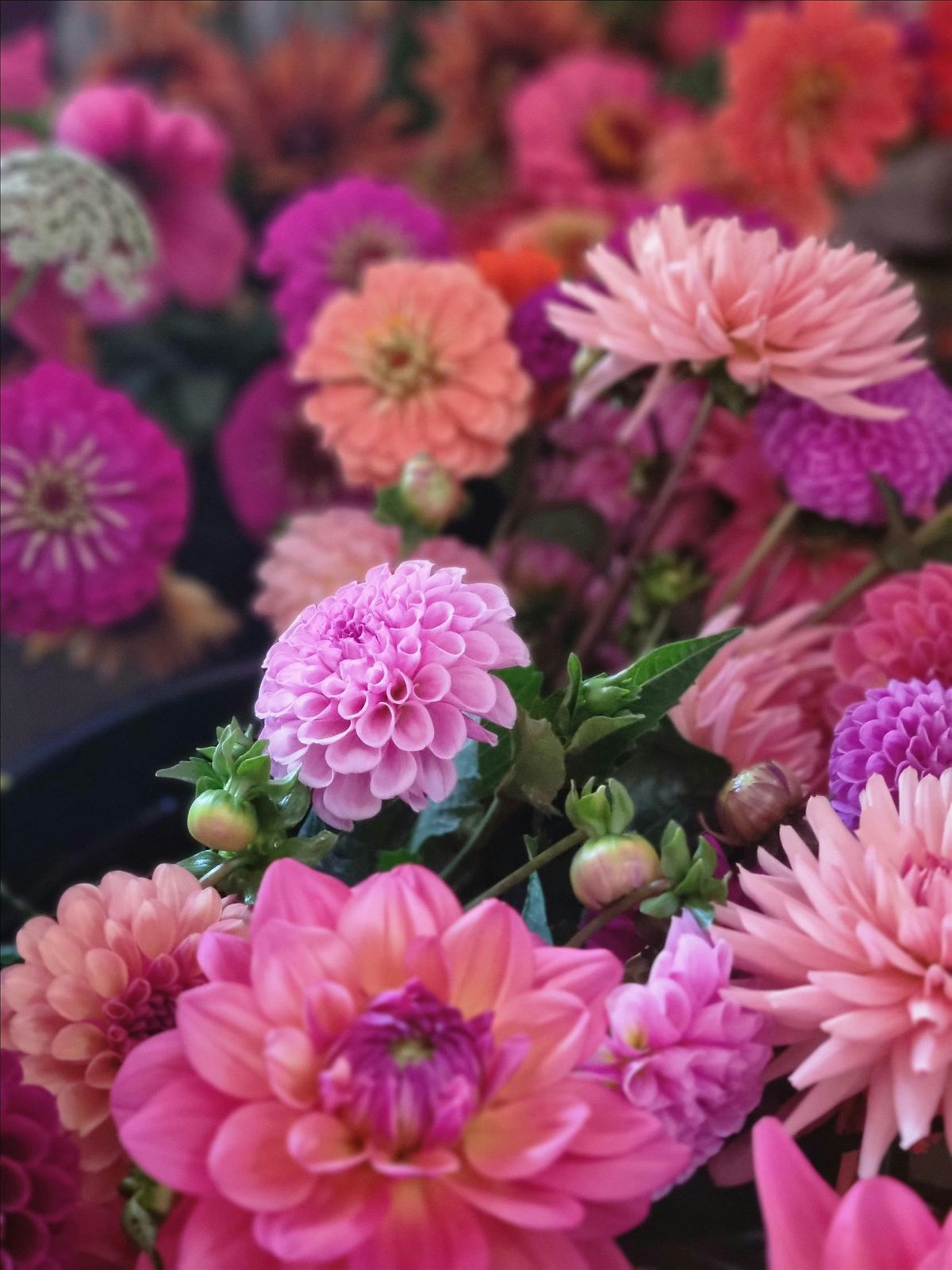 Pick Your Own Flowers - 30/06/24, Golden Rose Flower Farm, Maple Cross ...