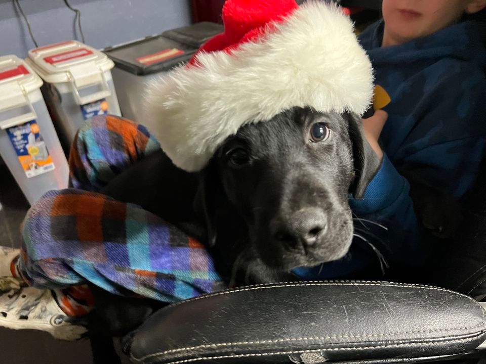 Puppy Class, Blue Ridge Canine, 31 December 2023 | AllEvents.in