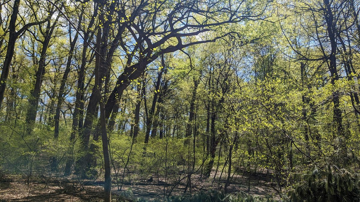 Forest Immersion School - Walk in Inwood Forest #1, Inwood Hill Park ...