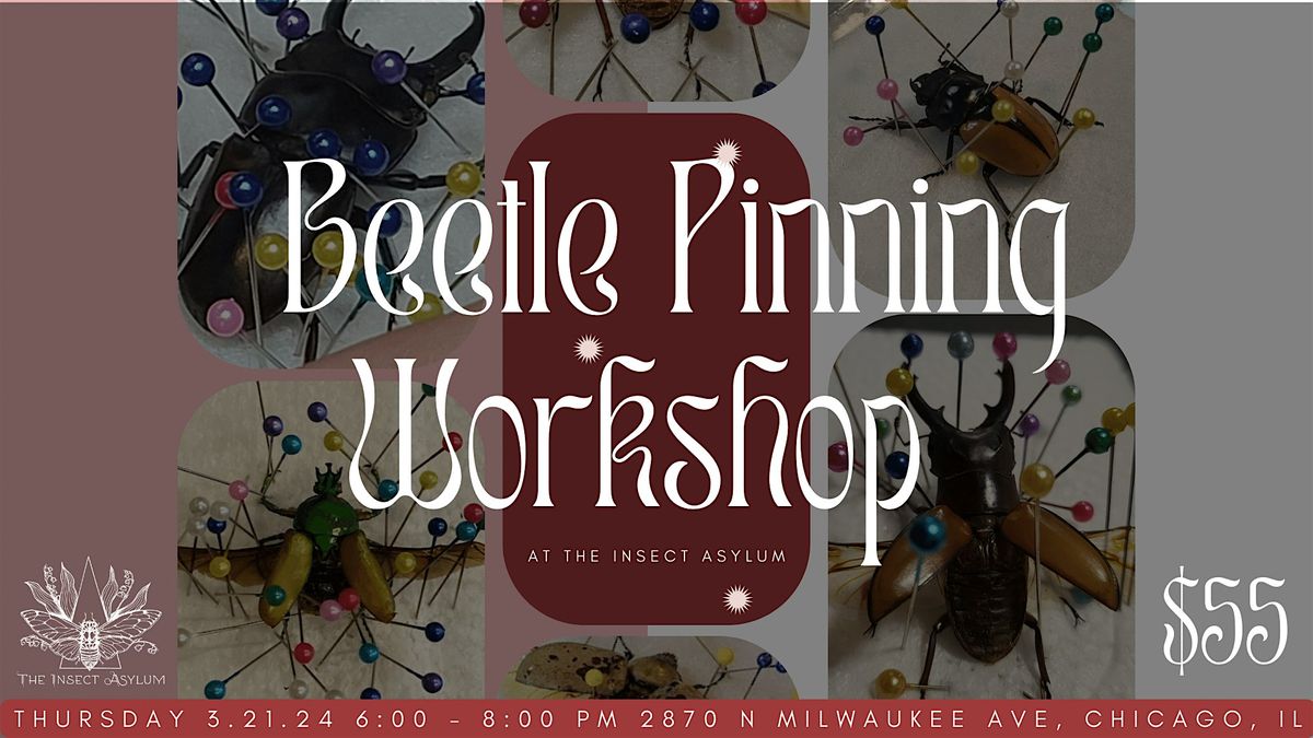 Beetle Pinning Class, The Insect Asylum, chicago, 21 April 2024 ...