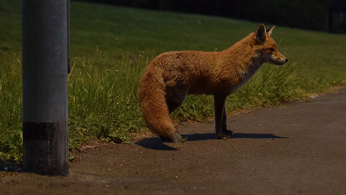 Nocturnal Nature Walk at Slades Farm, Slades farm, Bournemouth, 27 July ...