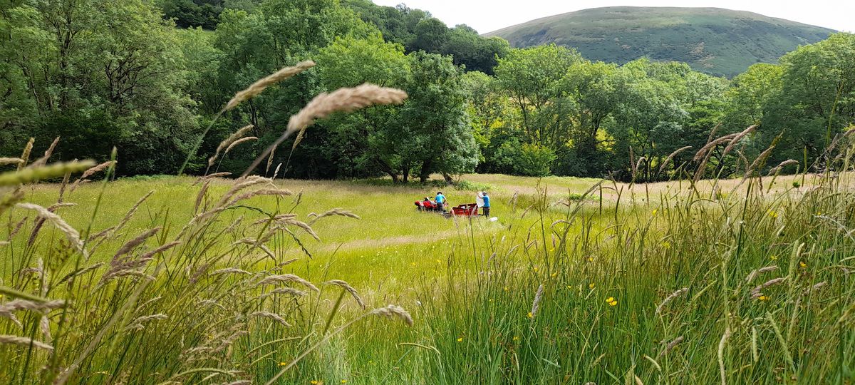 Harvesting Wildflower Seeds in the Brecon Beacons, Penpont, 19 April ...
