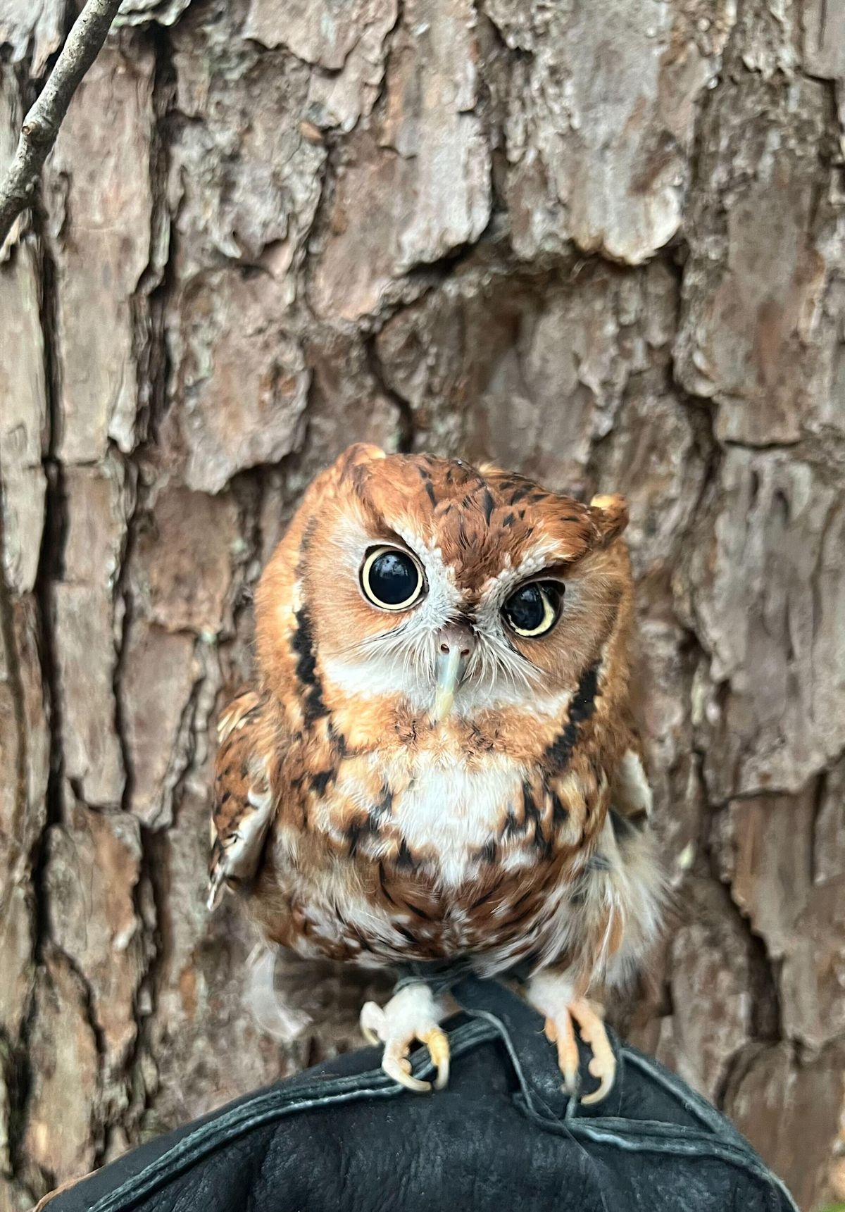 Who Gives A Hoot About Owls?, Ruffner Mountain, Birmingham, 2 December ...
