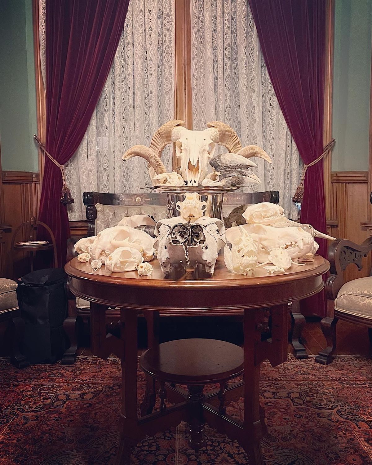 Skull Cleaning (2 Part Class), Pretty Dead Taxidermy, Vancouver, 3 May ...