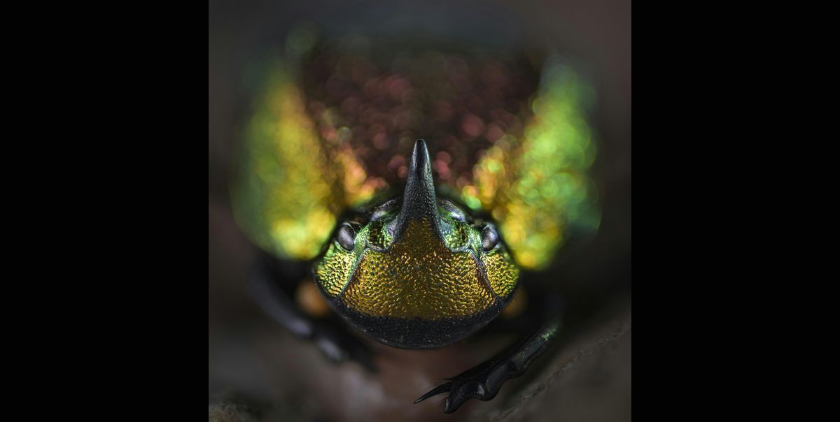 Hands-On Macro Photography with Kristi Odom at Garfield Park ...