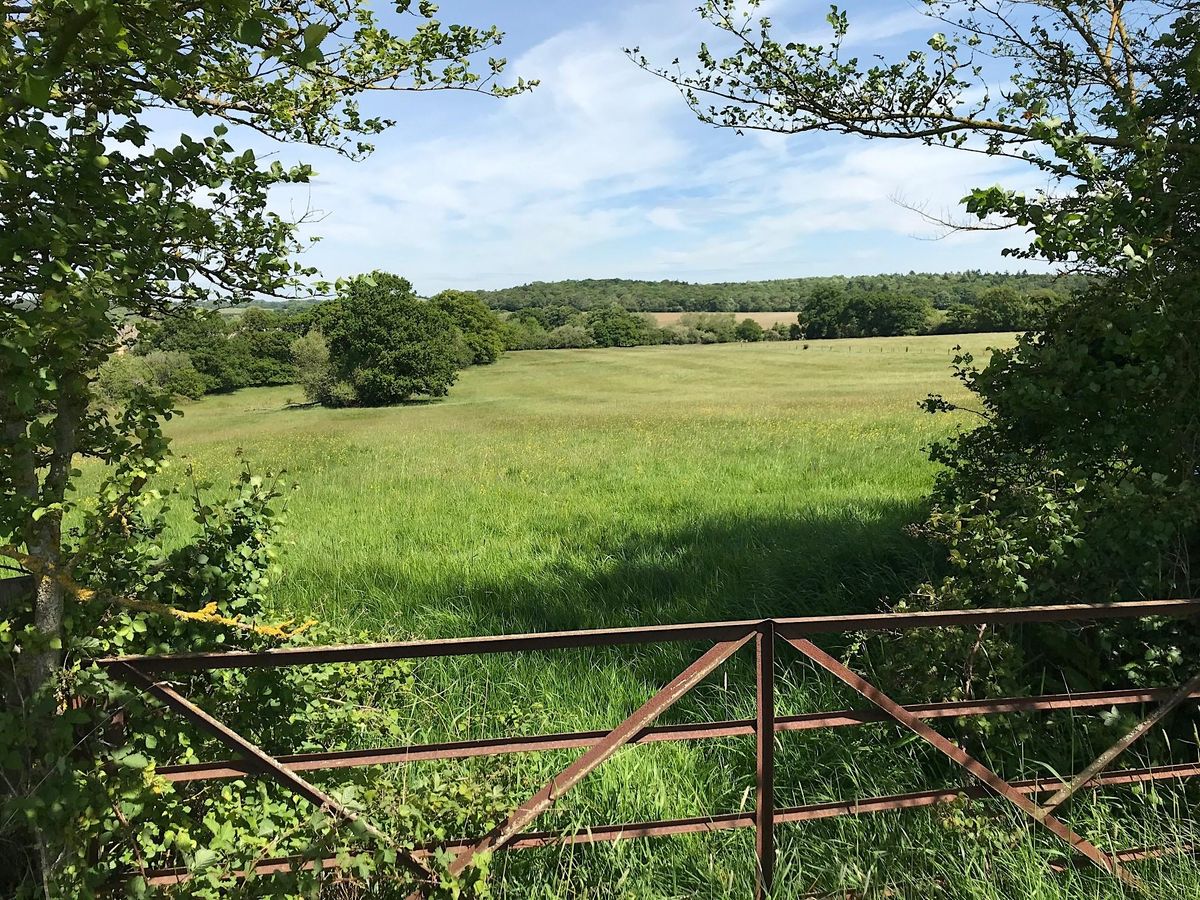 Nature walk at Gibbets Close Hill reserve, Witney, West Oxfordshire ...
