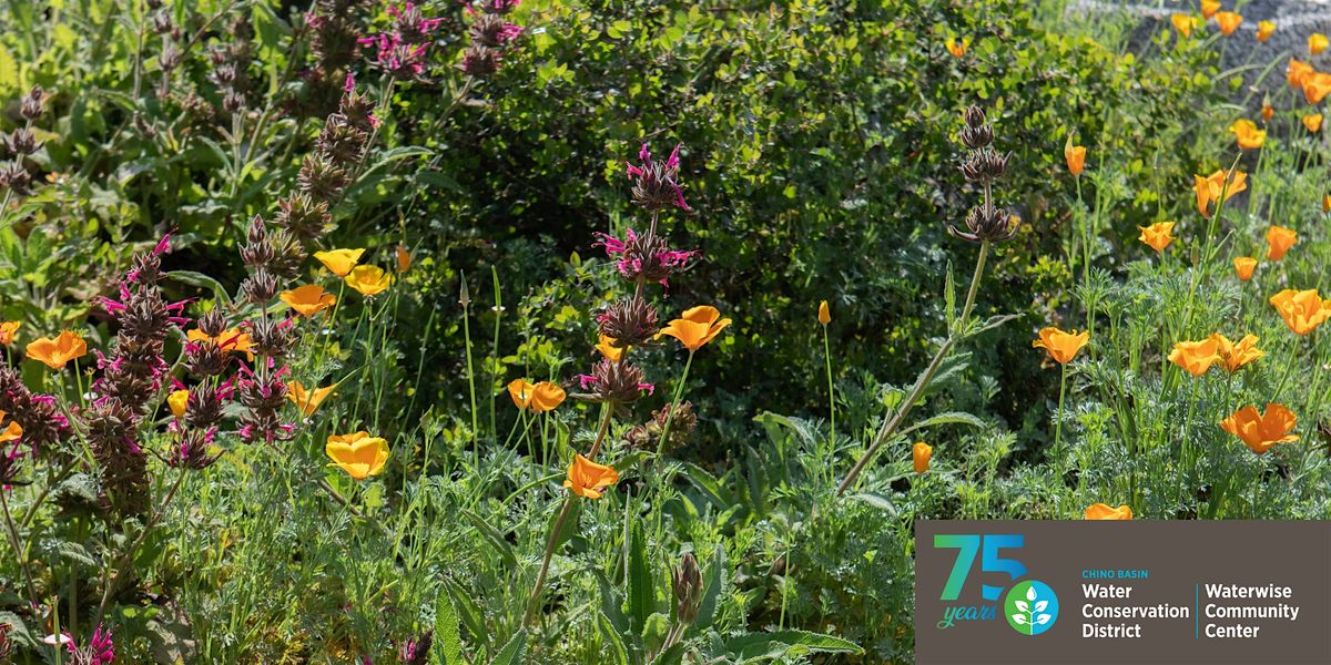 Growing and Sowing CA Native Annual Wildflowers, Waterwise Community ...
