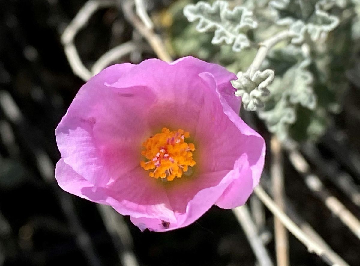 Wildflower Nature Walk - 9:00am, Randall Henderson Trailhead Parking ...