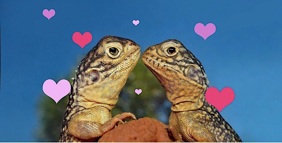 Lizard Lovin Speed Dating, Night Lizard Brewing Company, Santa Barbara ...