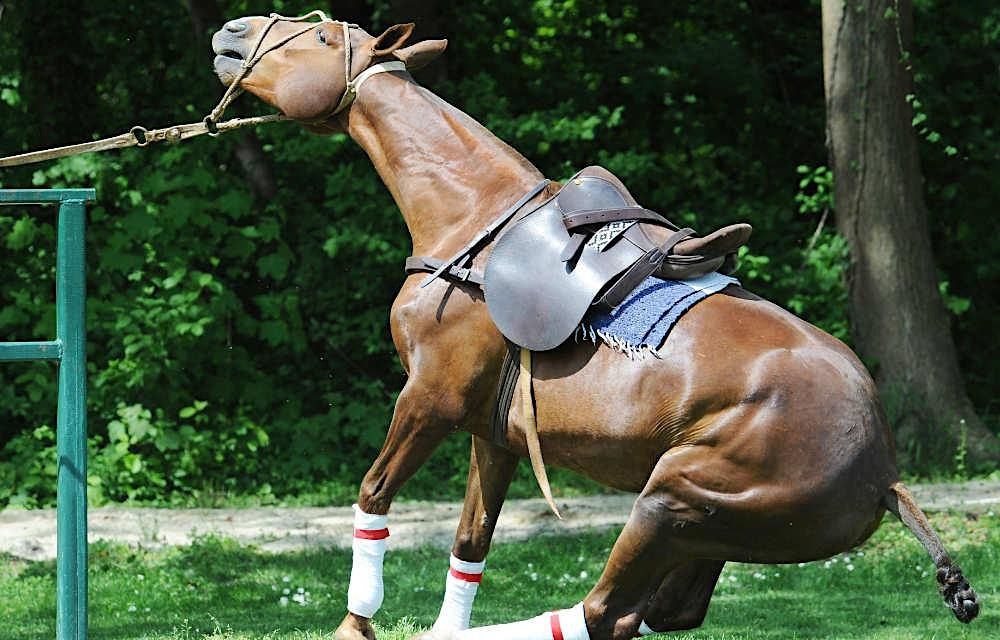 The Physical Impacts of Pull Backs and How You Can Help Your Horse ...