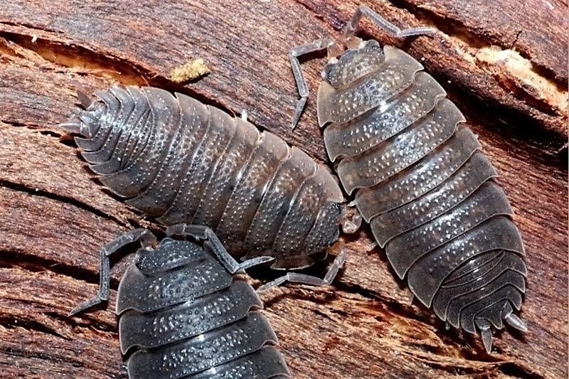 Lets Go Bug Hunting, Stringybark Creek, Lane Cove North, 4 May 2024 ...