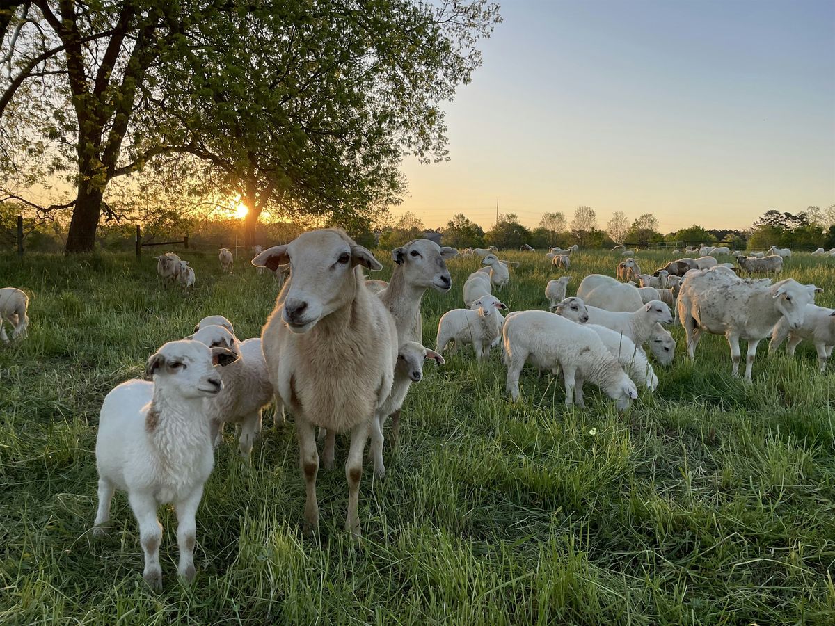 Wolfpack Lambing and Kidding School, NC State Small Ruminant ...