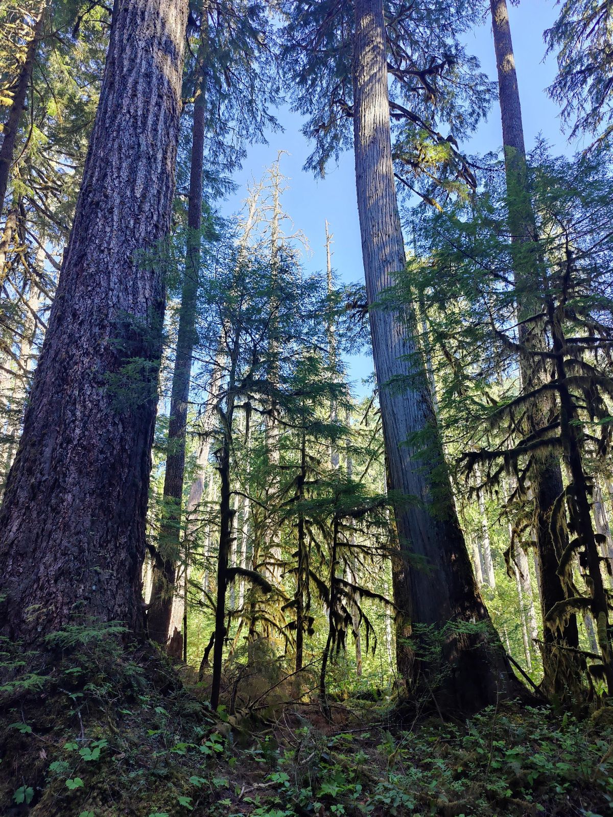 Forest Therapy Walk - Manchester State park, Manchester State Park ...