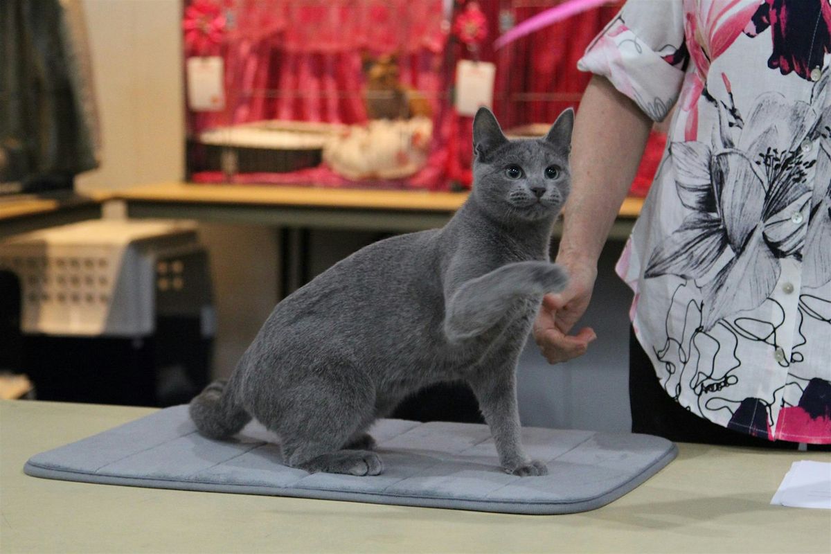 CAT SHOW: Cats NSW at the Sydney Royal Easter Show GOOD FRIDAY 29th ...
