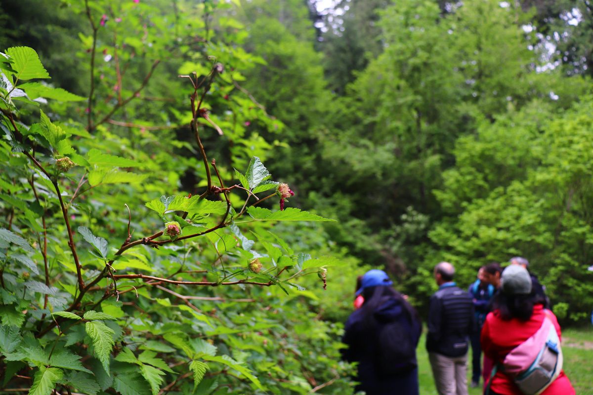 Burnaby Foraging Workshop- September 28 , 2024, Deer Lake Park, Burnaby ...