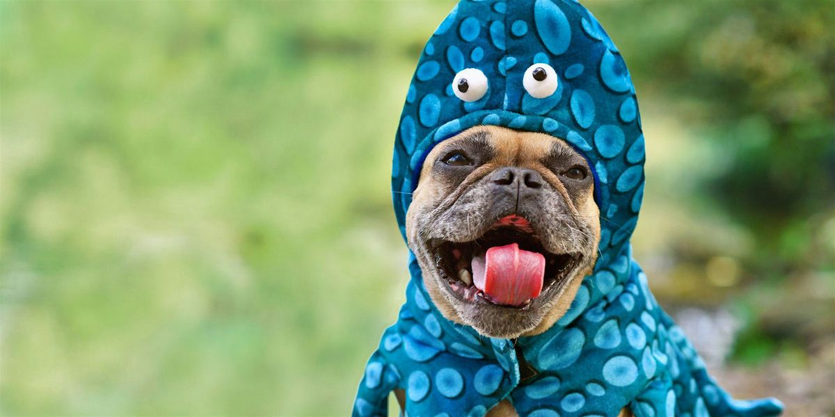Moster Mash Pet Parade, Savannah Park, Dixon, 31 October 2024 | AllEvents