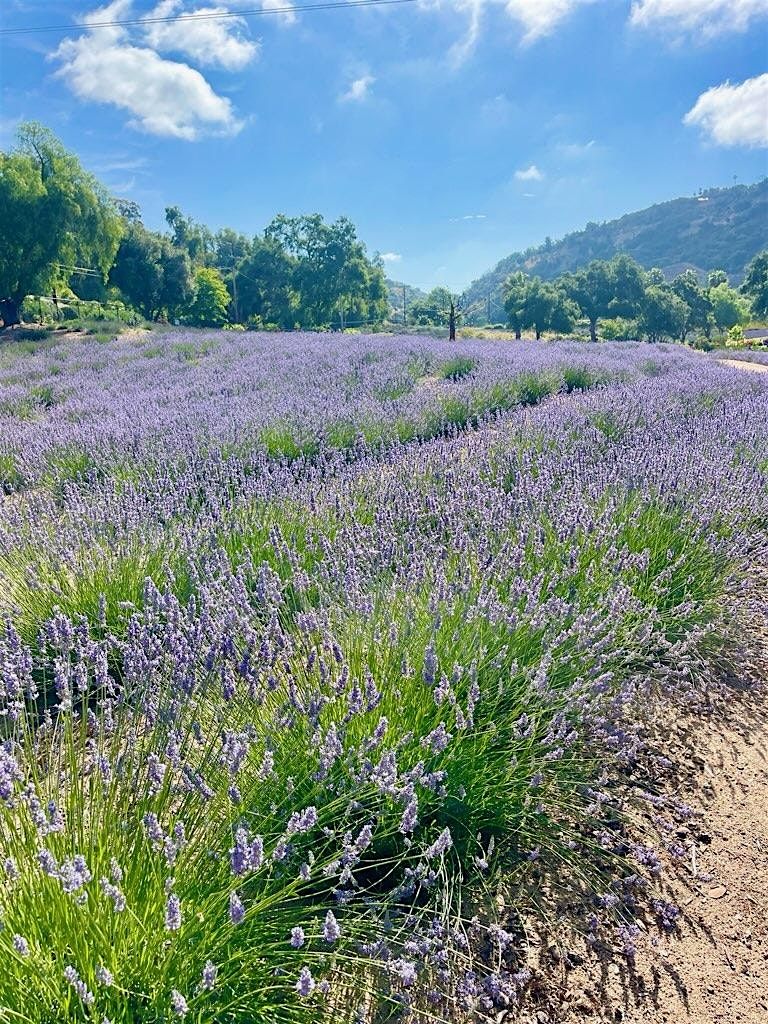 Lavender Wreath Harvest Experience, Ross Lake Lavender Farm, Fallbrook ...