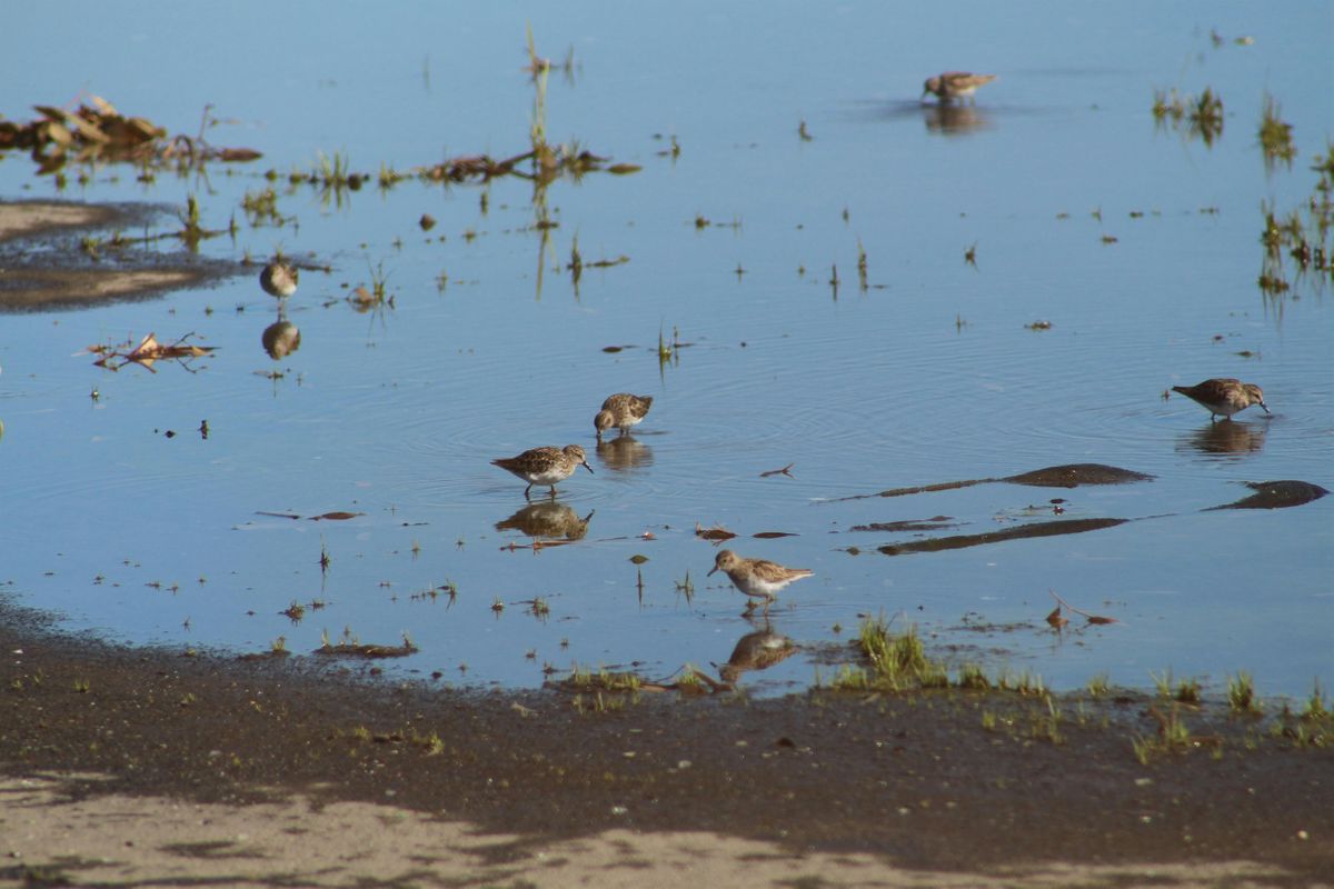 Nature Photography, Candlestick Point State Recreation Area, San ...