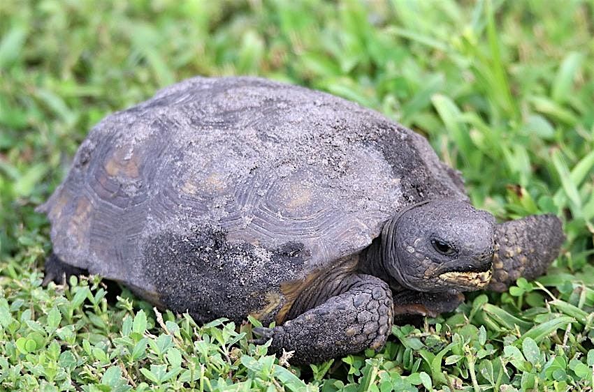 Gopher Tortoise Program, Colt Creek State Park, Lakeland, 13 April 2024 | AllEvents