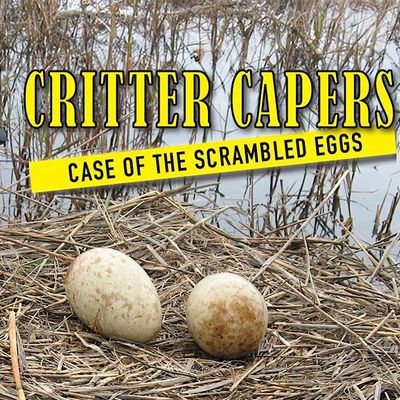 Critter Capers - The Case of the Scrambled Eggs, Minnekhada Regional ...