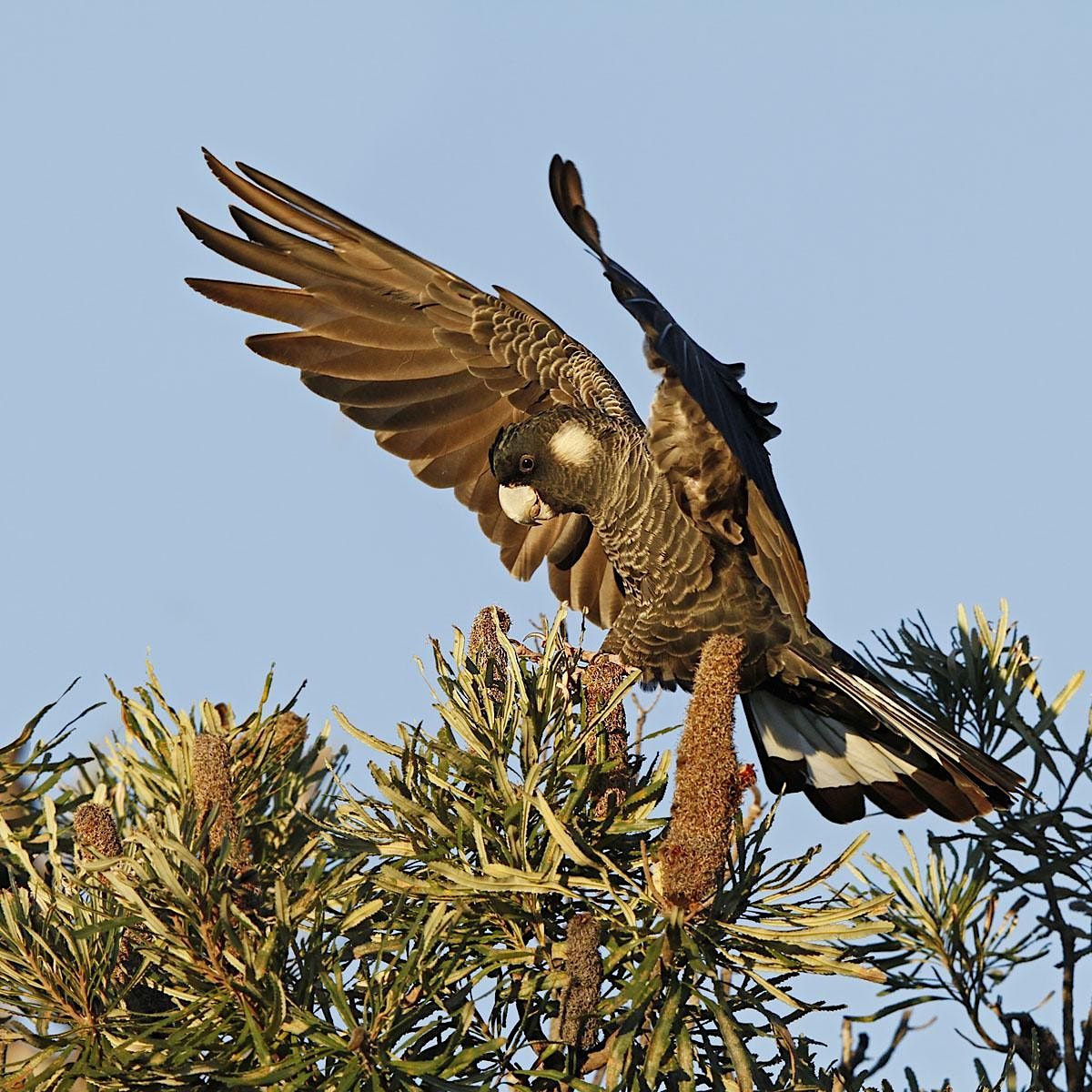 Great Cocky Count Workshop - Community Citizen Science, Darius Wells ...