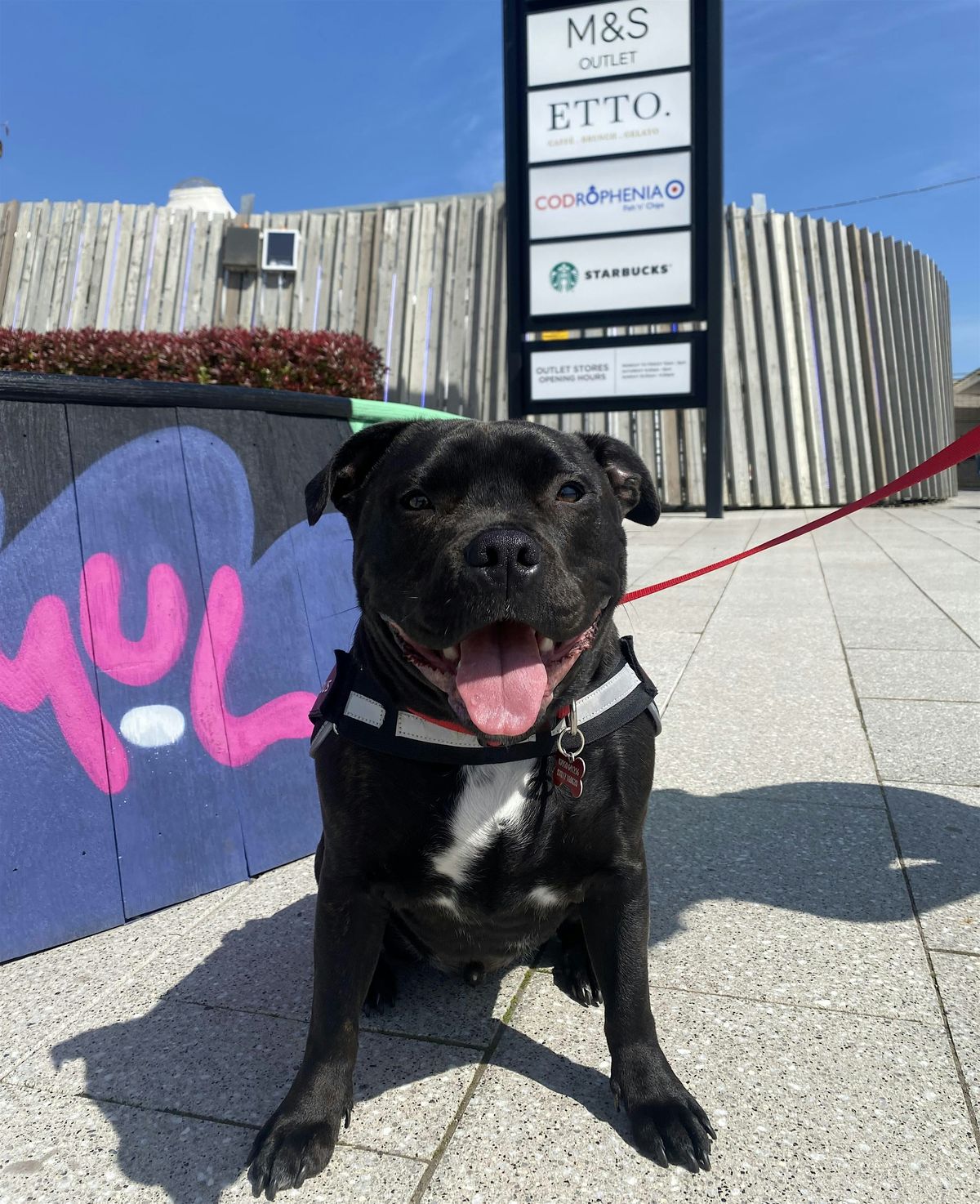 Strut your Pup Dog Walk, Dalton Park Outlet Shopping Destination ...