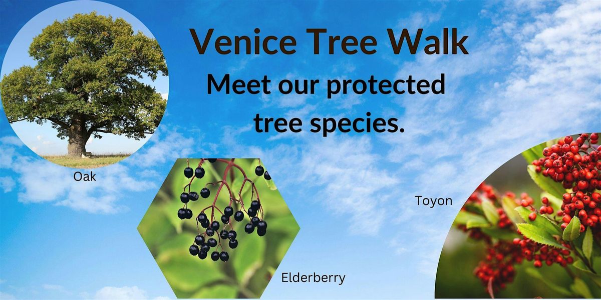 VENICE TREE WALK - Get to know our protected tree species, Corner of ...
