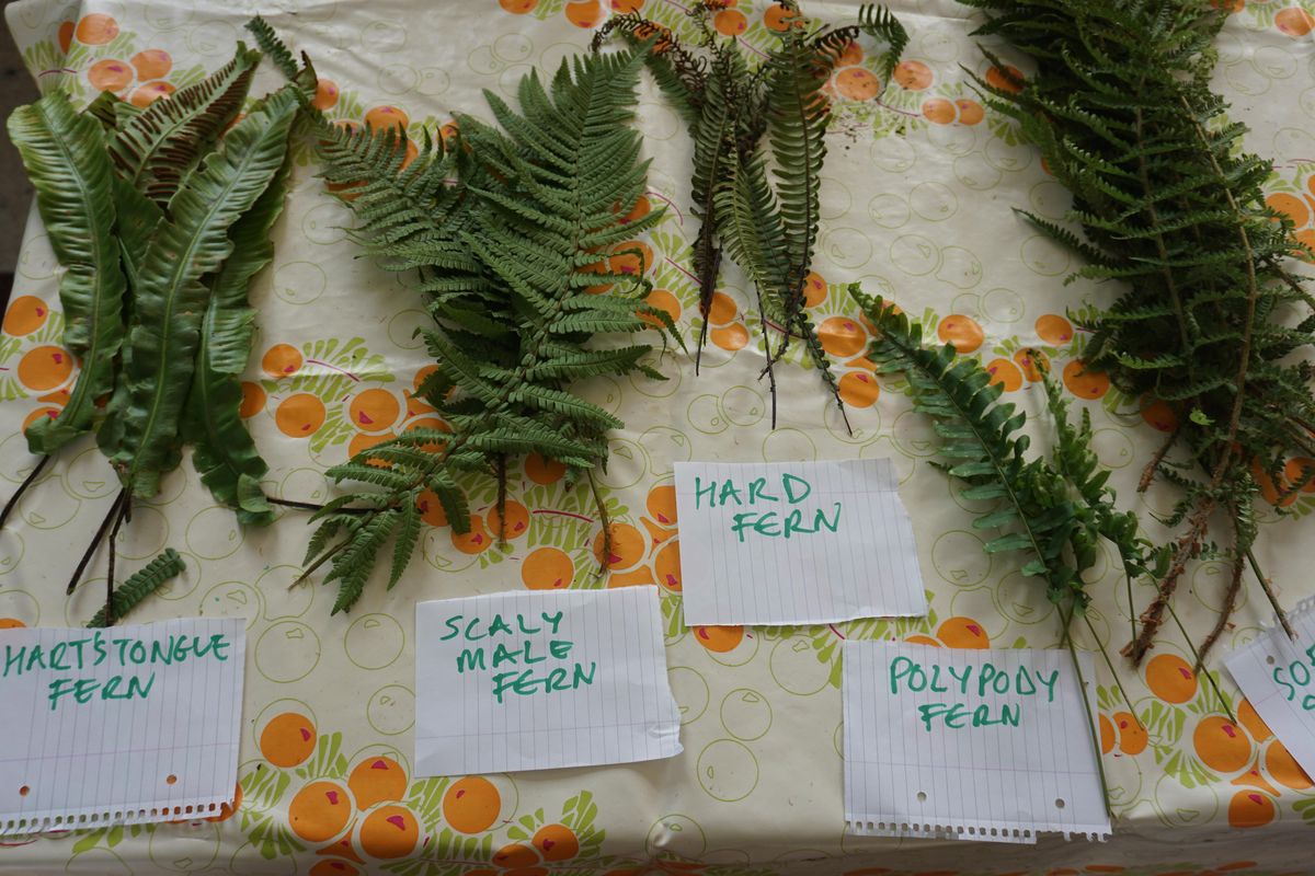 Introduction to Fern Identification, CECAS, Leap, 23 September 2023 ...