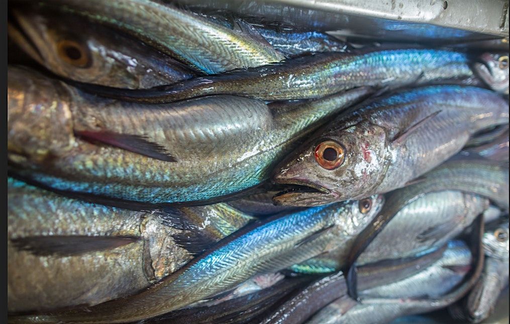 MSC Species Sourcing Sessions: Sustainable Whitefish- Hake, Cod & Hoki ...