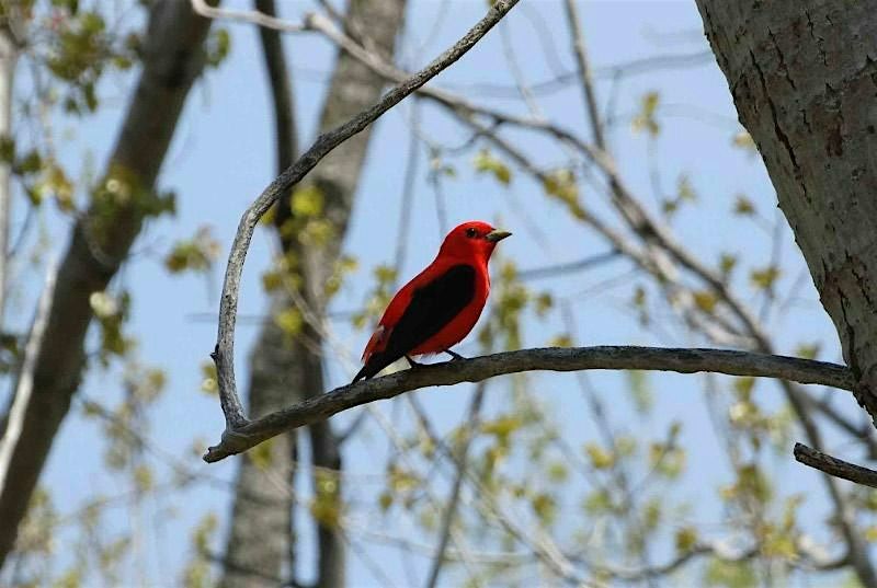 Where Are They Now? The Winter Ecology of Migratory Birds, Tommy ...