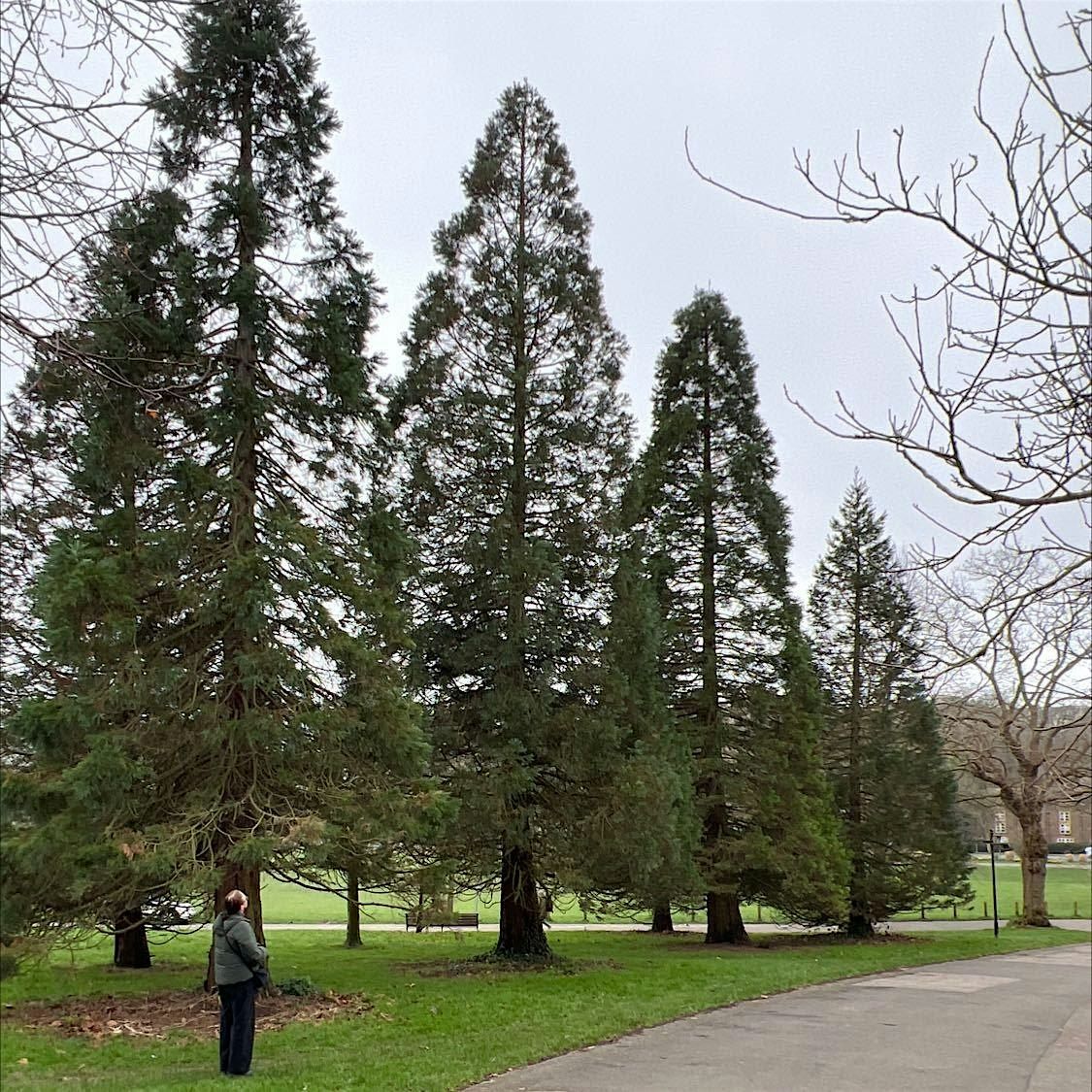 Brighton & Hove Tree Trail Festival, Preston Park, Brighton and Hove ...