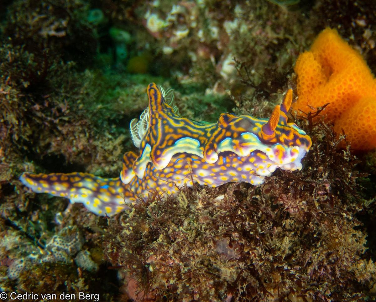 NaturallyGC Sea Slug Citizen Science (adults), John Laws Park, Burleigh ...