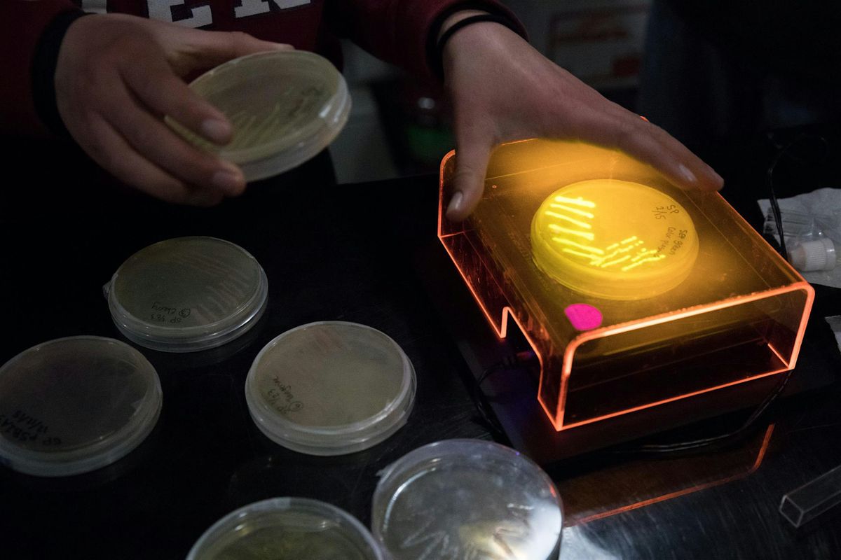 Lab Skills Course: Microbiology Essentials, SoundBio Lab, Seattle, 5 ...