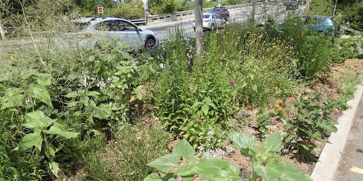 Street beds and rain gardens in an urban neighbourhood, Ottawa Public ...