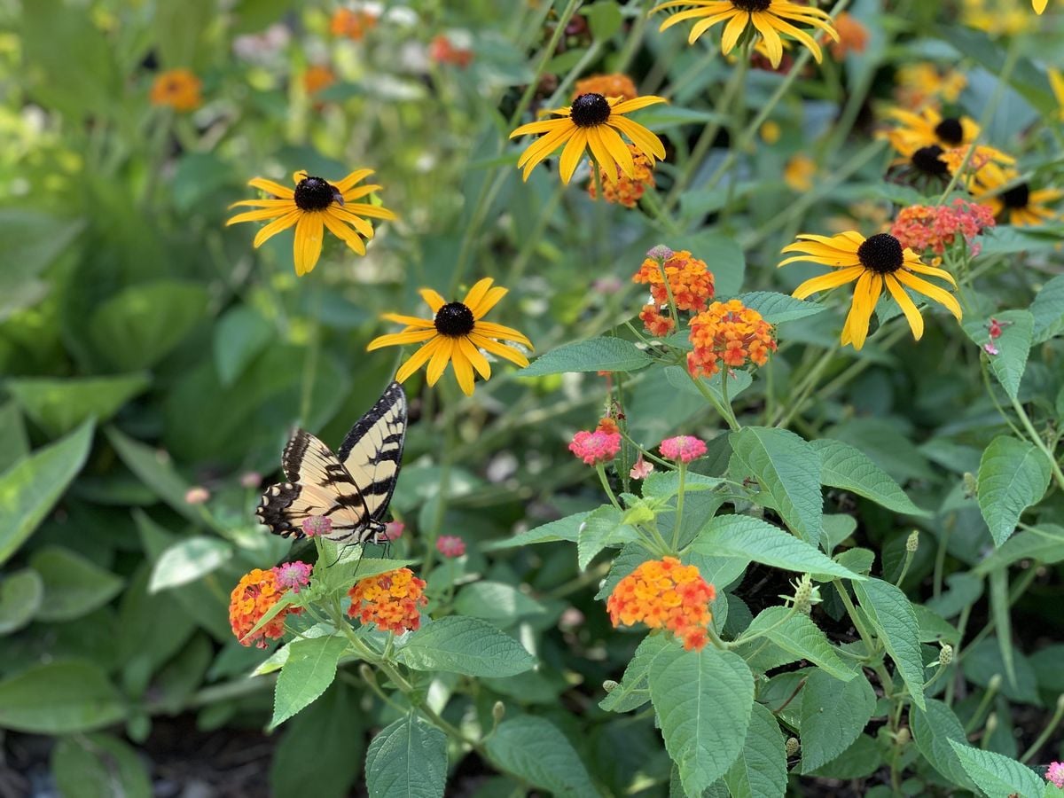 Growing a Native Pollinator Garden, The Georgetown Garden Shop, 3214 O ...