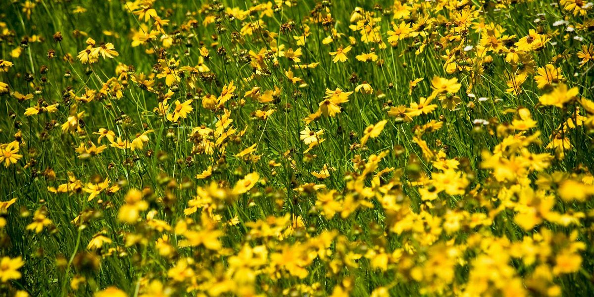Family Fun with Native Wildflower Bombs, Lakeland Public Library ...