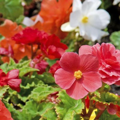Begonias for Form & Flower with Stan da Prato, Clarkston Hall, April 18 ...