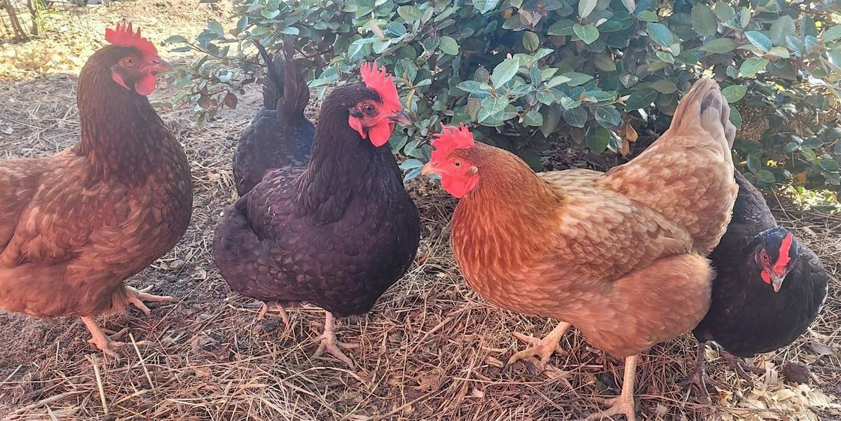 Backyard Urban Chicken Class, UF/IFAS Extension - Volusia County, 3100 ...