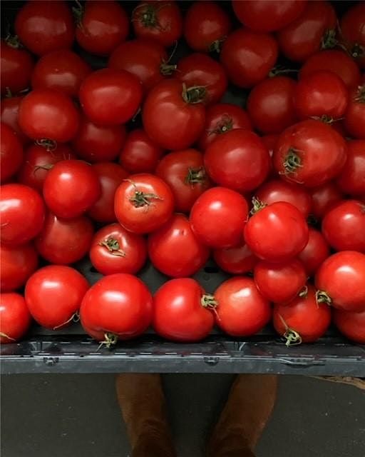 Preserving Summer Camp Week 1: Puttin Up Tomatoes!, Confituras Little ...