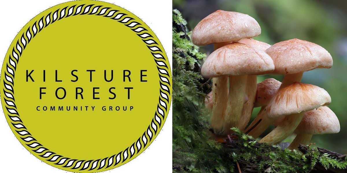 Fungi Walk with Peter Norman, Kilsture Forest Car Park, Wigtown, 8 ...