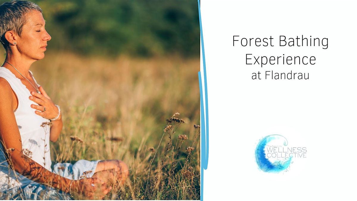 Forest Bathing Experience at Flandrau State Park, Flandrau State Park ...