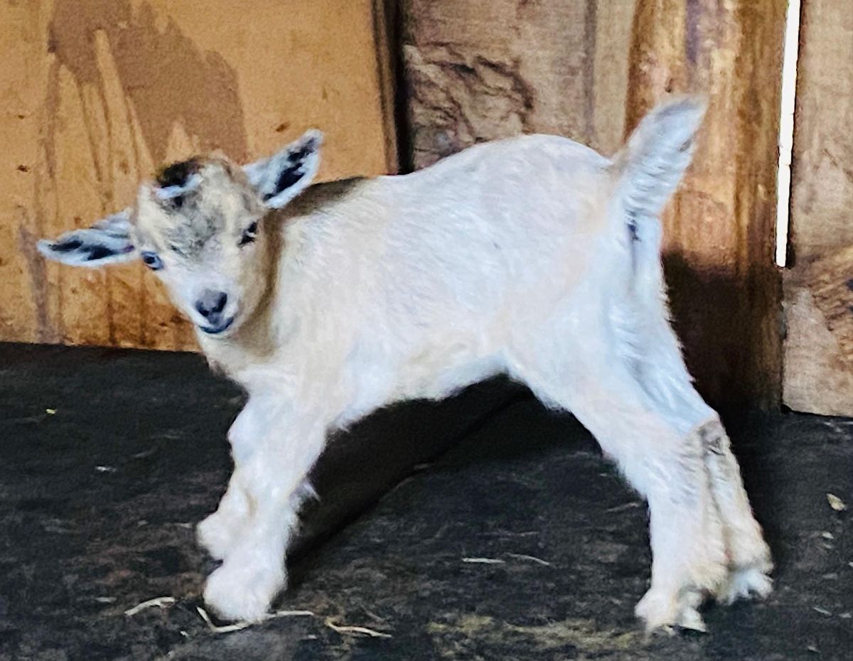 Infant & Baby Goat Bottle Feeding & Snuggle, Little Goat Farm at the ...