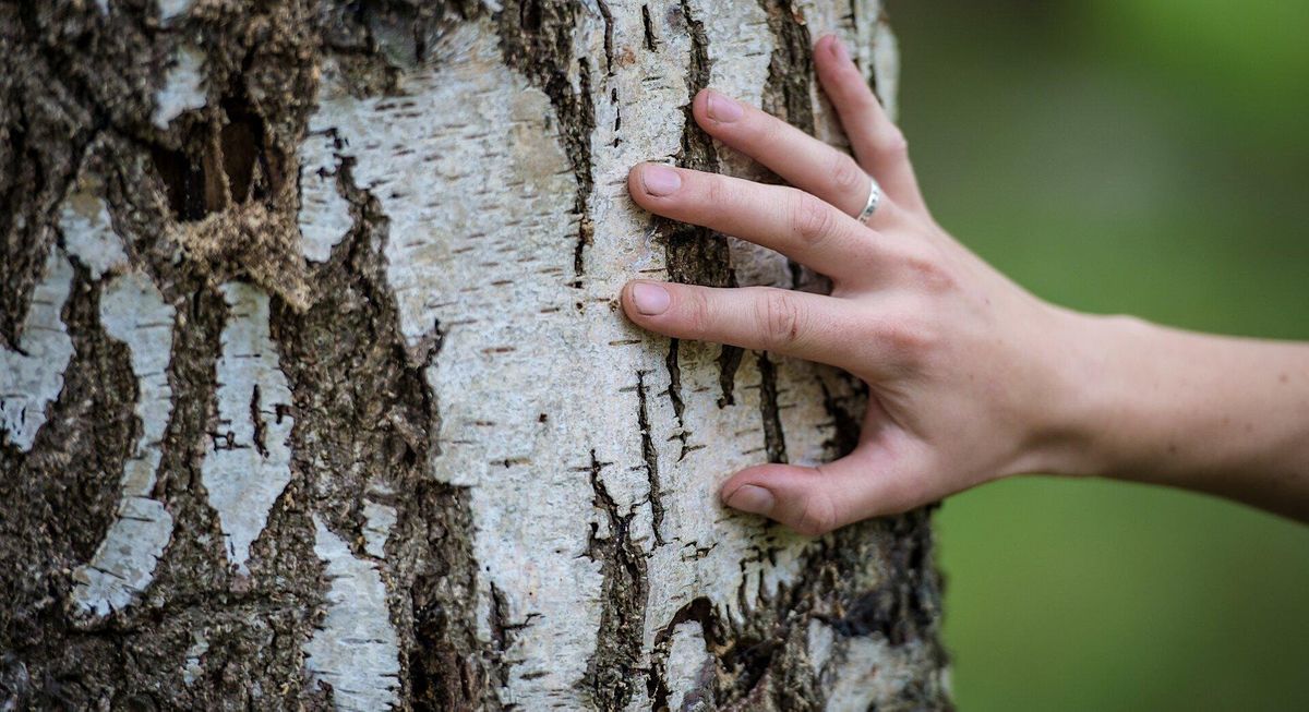 Tree Identification, Nower Wood Educational Nature Reserve, Dorking, 21 ...