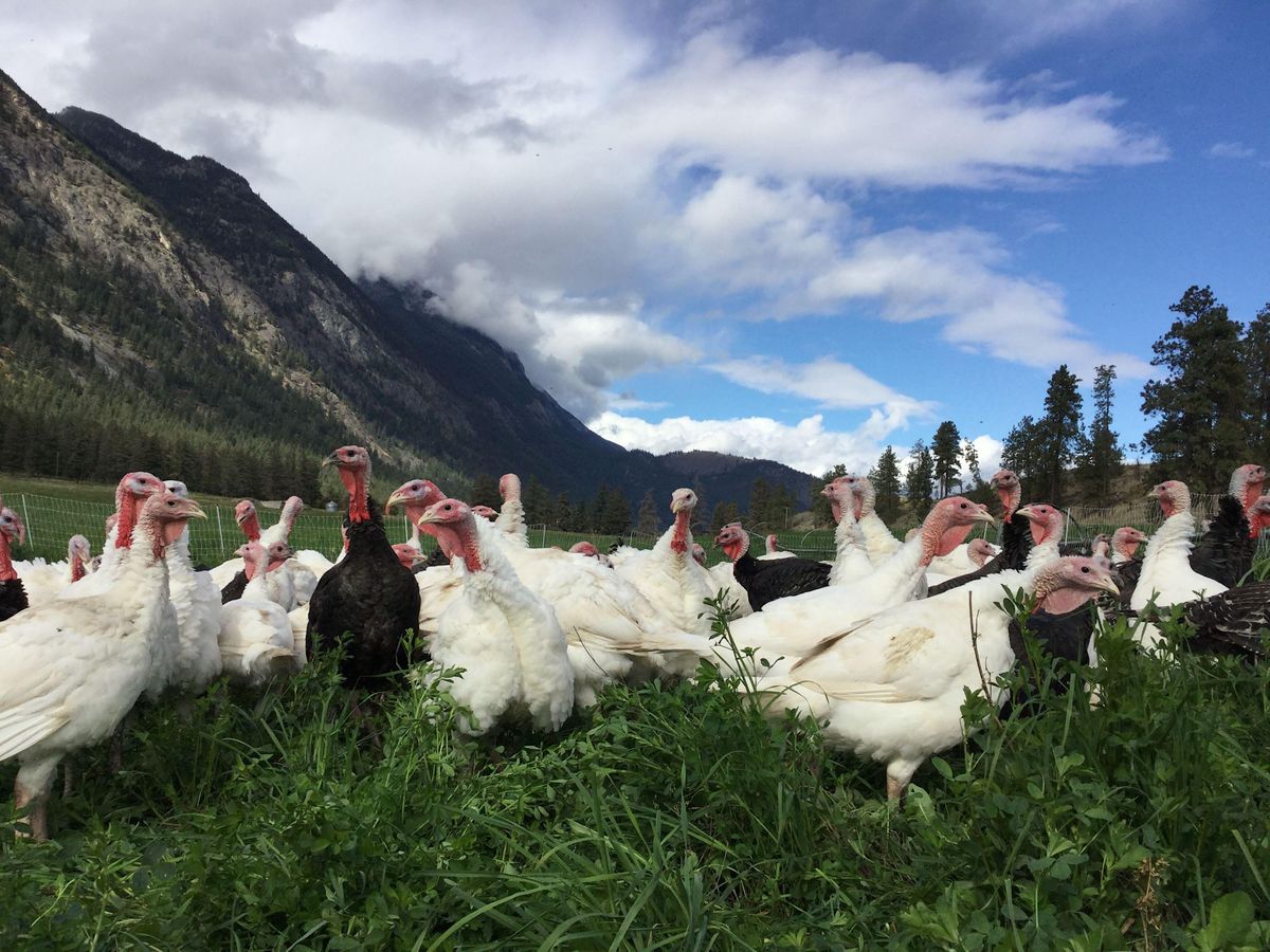 Principles of Rotational Grazing for the Pastured Poultry Producer ...