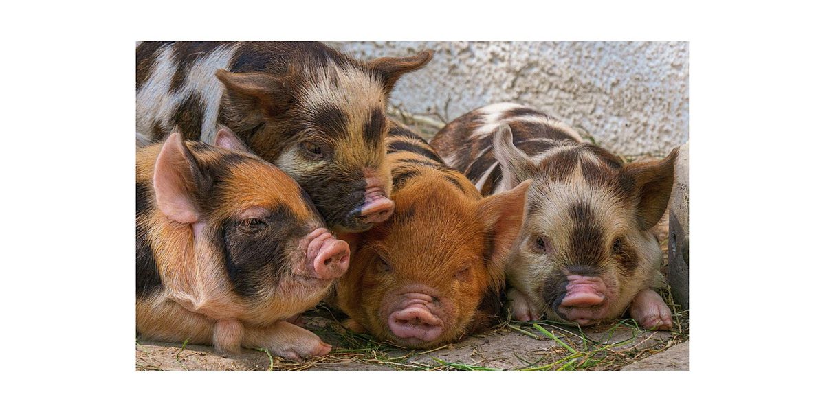Piglet Social Thursday the 12th @ 12pm, Aussakita Acres Farm ...