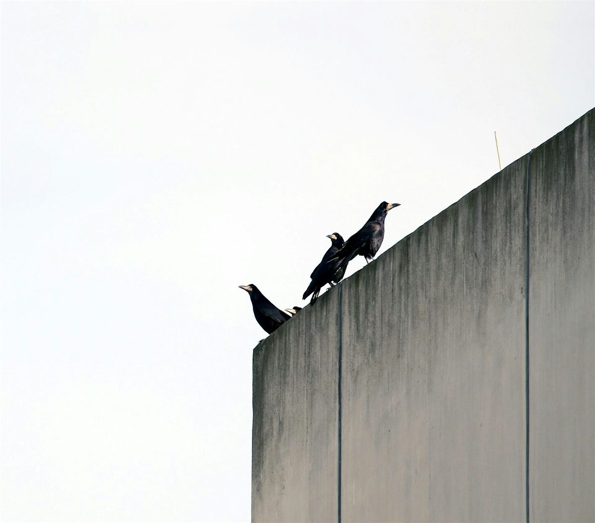 Neighbours: Multispecies Storytelling with Crows, Goethe-Institut ...