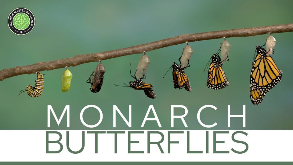 Monarch Butterflies, Vespasian Warner Public Library District, Clinton ...